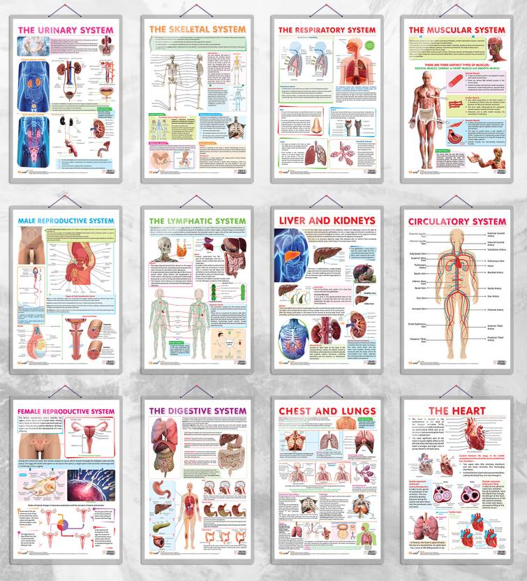 THE URINARY SYSTEM and THE SKELETAL SYSTEM,THE RESPIRATORY SYSTEM,THE ...