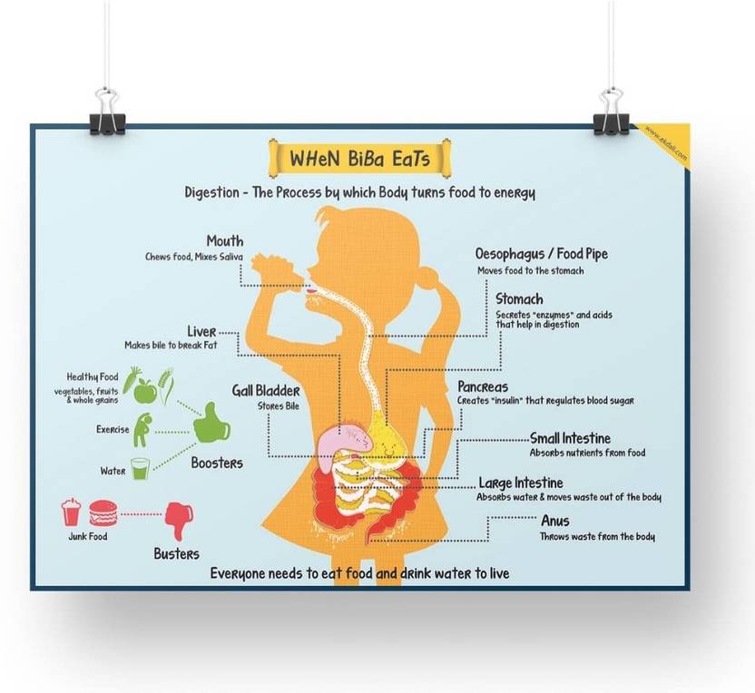 Digestive System poster - Kids learning Charts / Posters for Kids ...