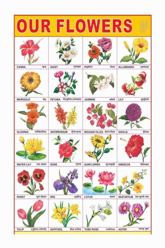 Flowers Name Chart Poster with Gloss Lamination Paper Print - Children ...
