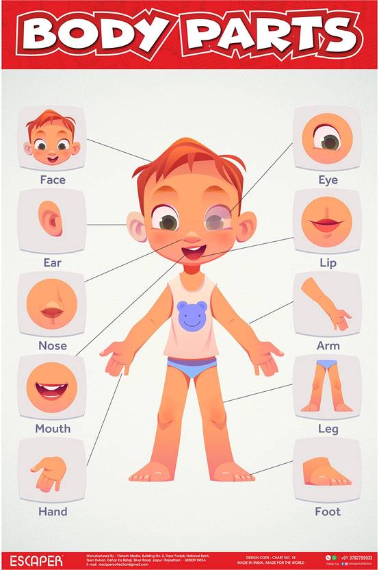 Body Parts Chart for Kids learning (11.5 x 17.5 inches) Photographic ...