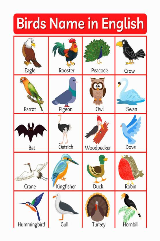 Birds Name Chart Poster with Gloss Lamination Paper Print - Children ...