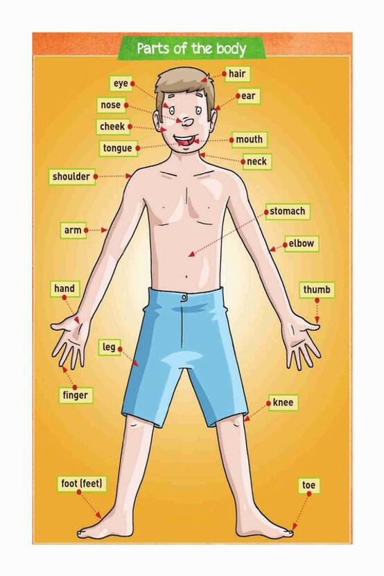 Human Body Part Name Chart Poster with Gloss Lamination Paper Print ...