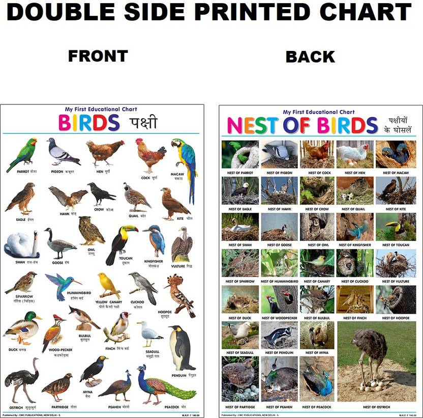 Birds and Their Nest Educational Wall Chart For Kids - Both Side Hard ...