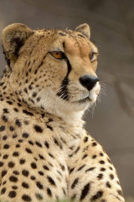 Cheetah Poster | Cheetah Posters for Room | Unframed | With Self ...