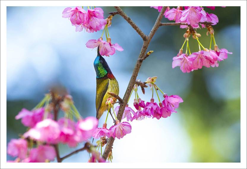 Sunbird bird / Gould's Sunbird with Sakura pink flower in Ang Khang ...