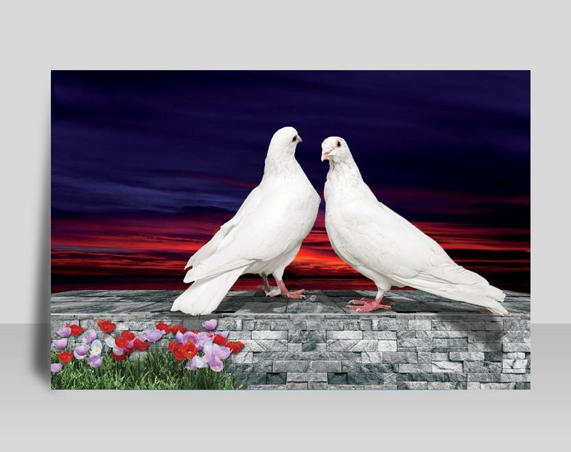 White Pigeon Poster | Birds Wall Poster | Wall Decorative Poster for ...