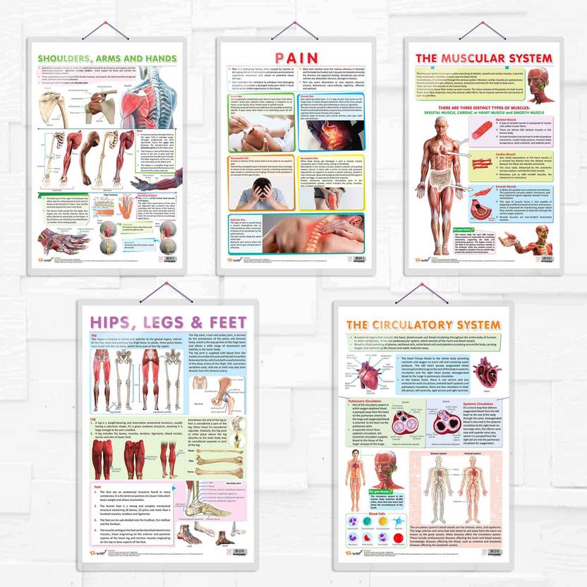 SHOULDER, ARMS AND HANDS, PAIN, THE MUSCULAR SYSTEM, HIPS, LEGS AND ...