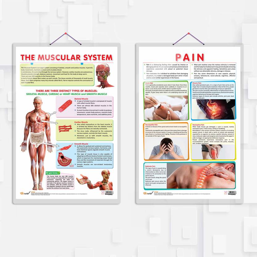 THE MUSCULAR SYSTEM chart and PAIN chart | combo of 2 Charts | Muscular ...