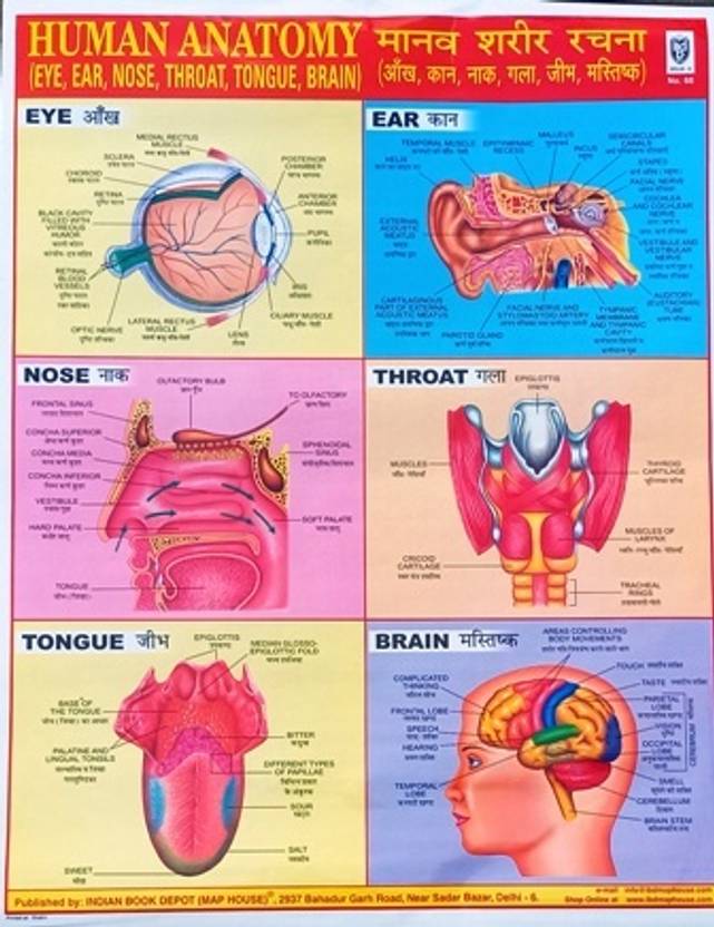 "Ultimate Human Anatomy Chart - Detailed Educational Wall Chart For All ...