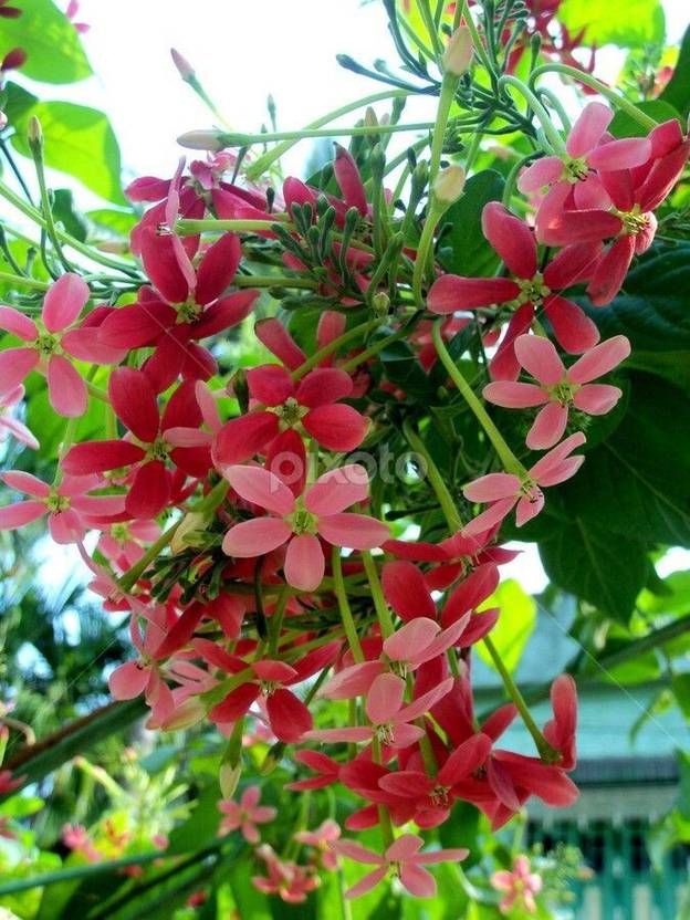 HALDER Madhumalti/Rangoon Creeper Price in India - Buy HALDER ...