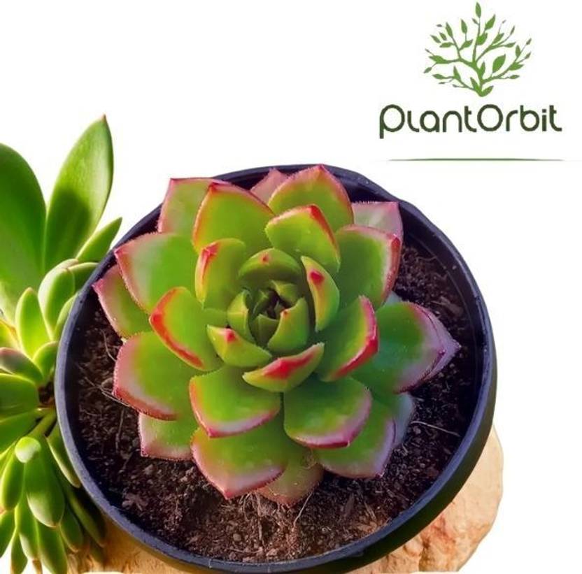 PLANT ORBIT Succulents Plant Price in India - Buy PLANT ORBIT ...