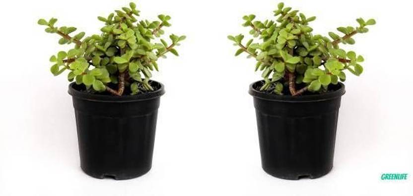 GreenyOn Jade Plant Price in India - Buy GreenyOn Jade Plant online at ...