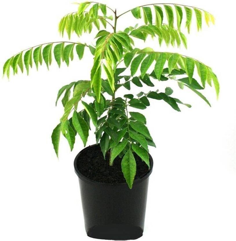 rimi Curry Leaf Plant Price in India - Buy rimi Curry Leaf Plant online ...