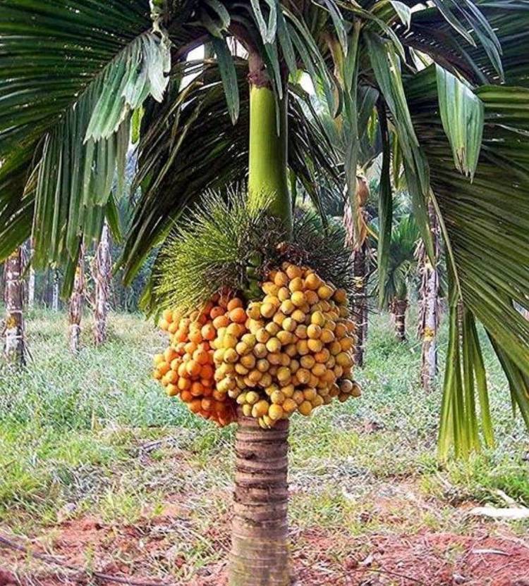 rimi Betel Nut/Supari Plant Price in India - Buy rimi Betel Nut/Supari ...