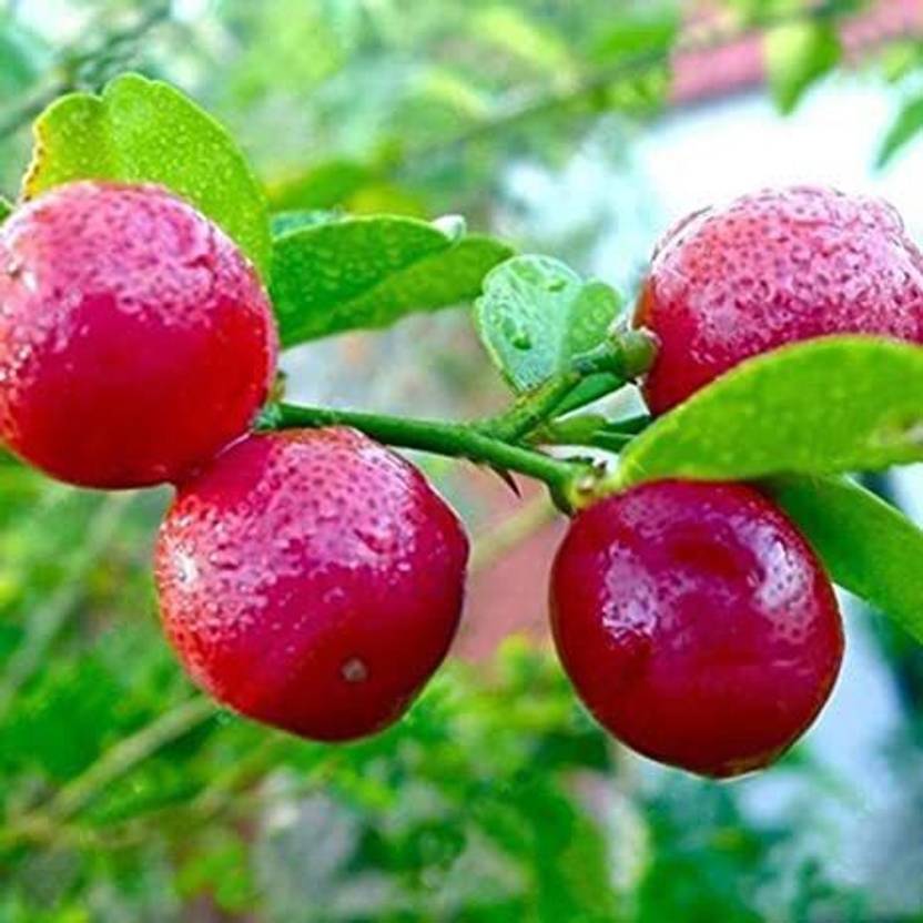 greenhousestore Lemon Plant Price in India - Buy greenhousestore Lemon ...