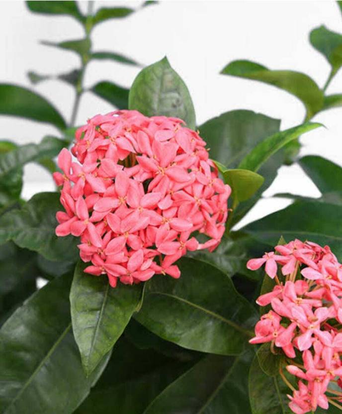 NEW DEBNATHNURSERY Ixora Mini Pink Flowering Plant Price in India - Buy ...