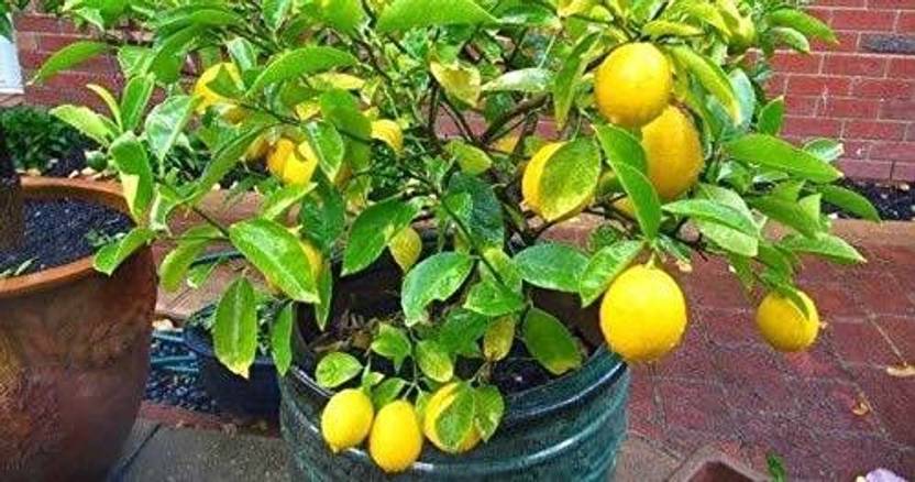 HALDER Sweet Lemon Plant Price in India - Buy HALDER Sweet Lemon Plant ...