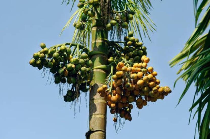 PetalPath Betel Nut/Supari Plant Price in India - Buy PetalPath Betel ...