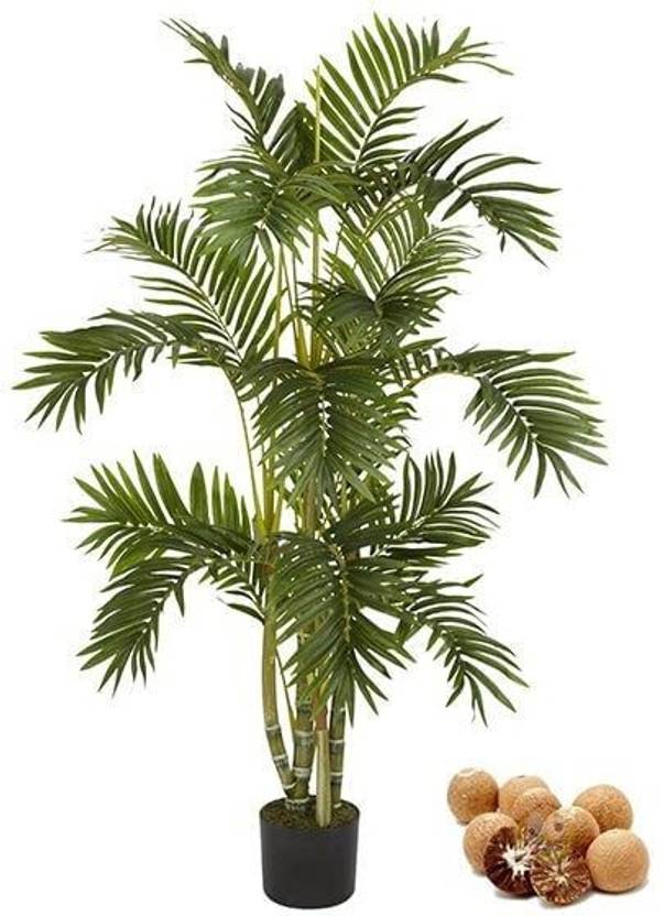 Cloud Farm Betel Nut/Supari Plant Price in India - Buy Cloud Farm Betel ...