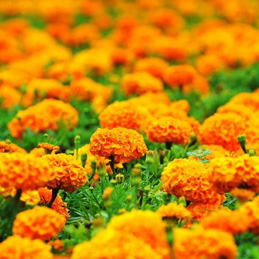 PetalPath Marigold Plant Price in India - Buy PetalPath Marigold Plant ...