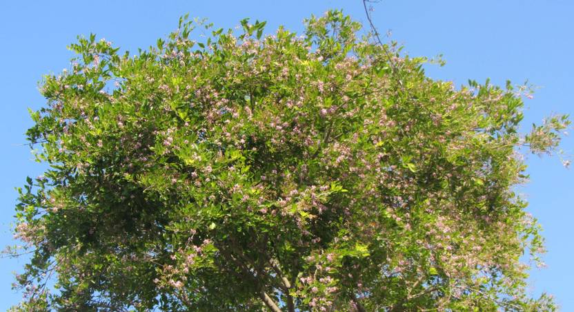 ASPEN Punga Maram | Pongam | Honge Mara Millettia Pinnata Healthy Live ...