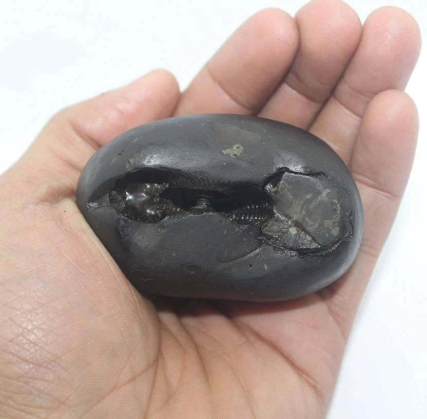 GangTarang Shaligram Stone Lakshmi-Narsimha | Nepal Gandaki River ...