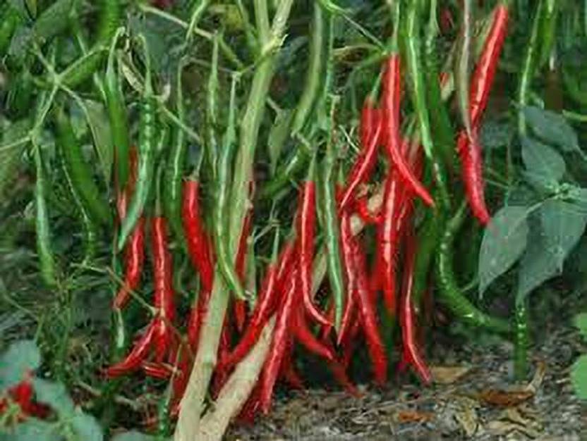 Weber Chilli seed , mirchi seed Seed Price in India - Buy Weber Chilli ...