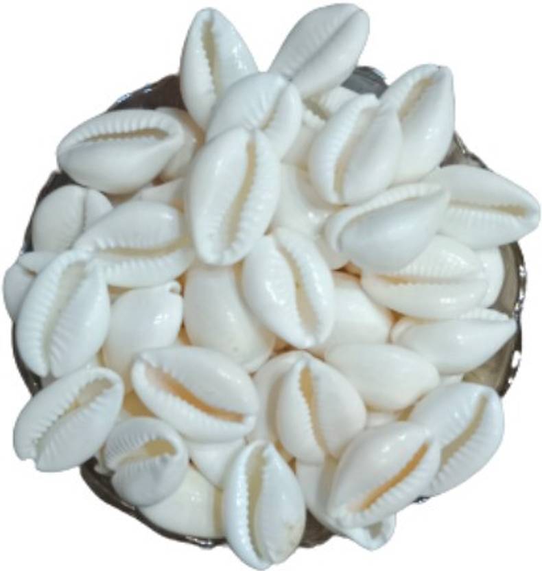 FRENUTRI Natural Lakshmi Cowrie - White | Sea Shell Kaudi Stoneware ...