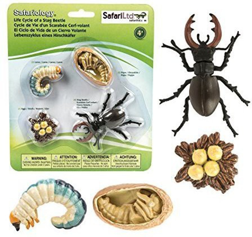 Stag Beetle Life Cycle