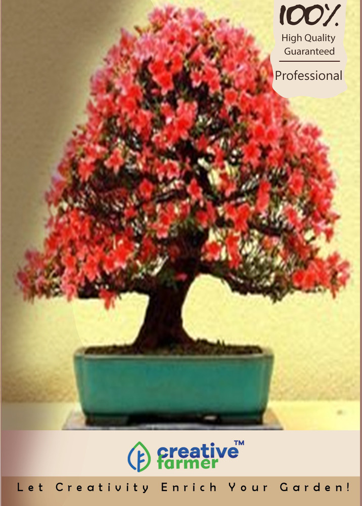 Bonsai Fire Tree