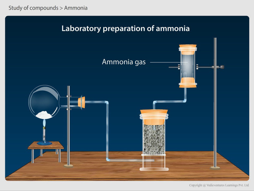 Icse Chemistry Laboratory Preparation Of Ammonia Gas SOLUTION: