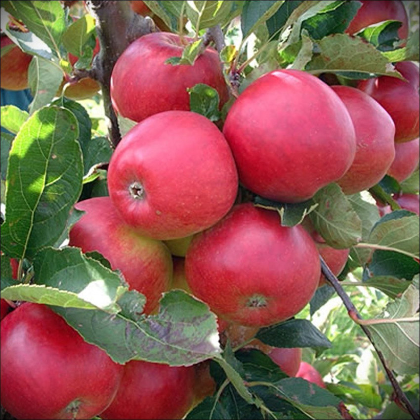 Gala Apple Tree