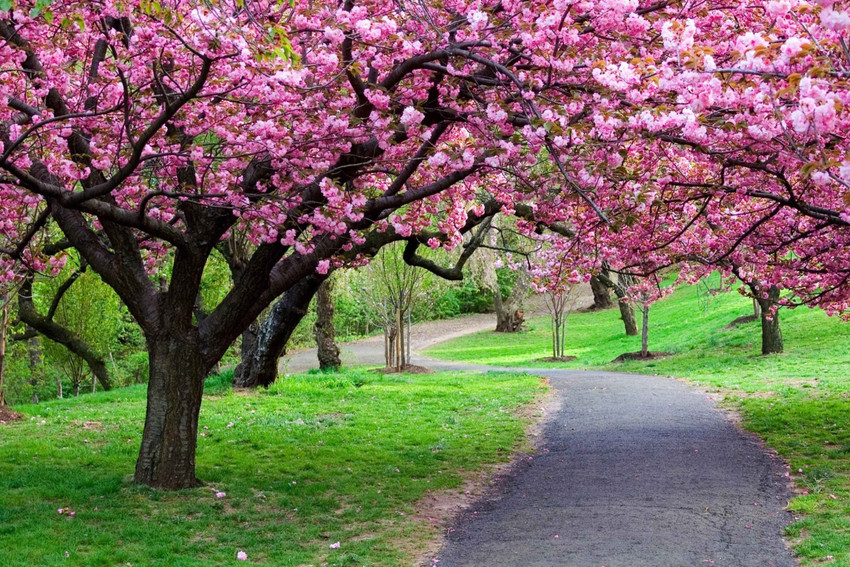 Nature Trees And Flowers The Greening Of The Trees