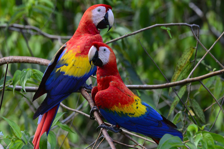 Scarlet Macaw Hd