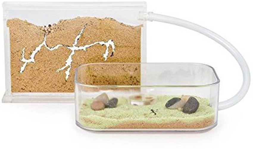 Ant Farms For Adults