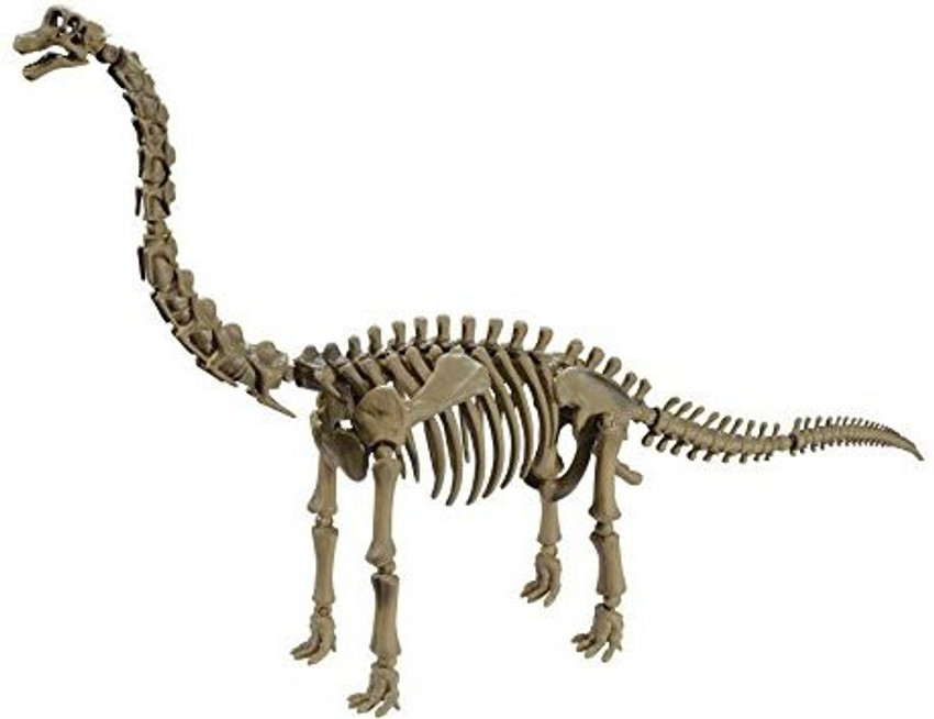 Dinosaurs Brachiosaurus Bones