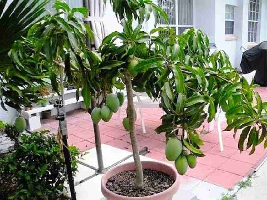 Mango Plant Indoors