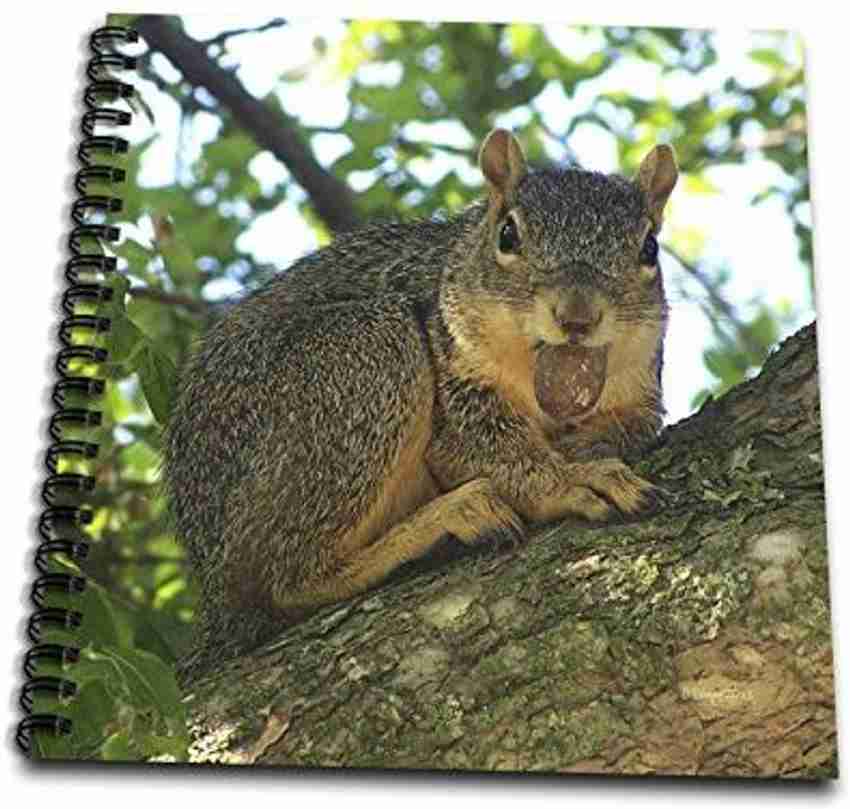 Happy Squirrel Drawing