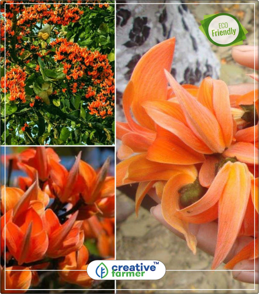 Palash Flower Garden