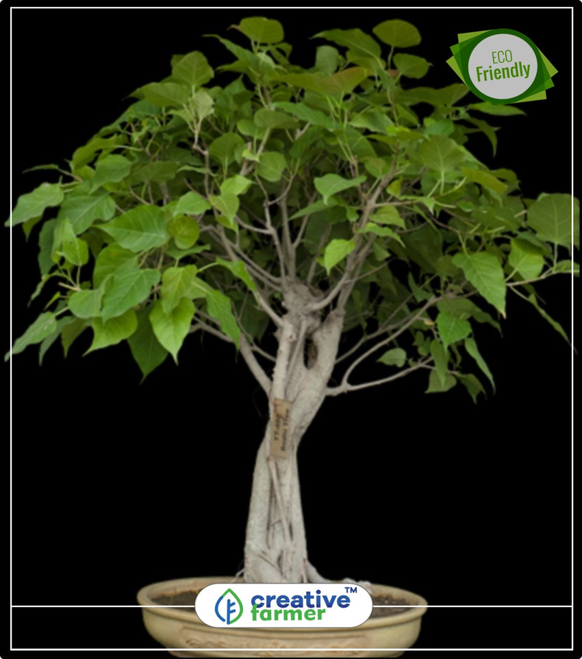 Peepal Tree Bonsai