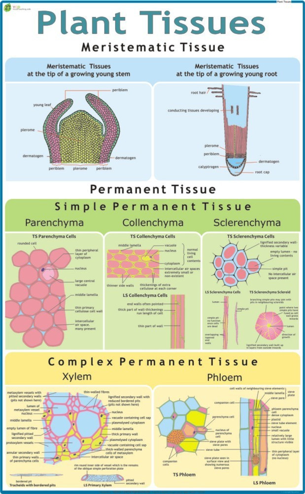 Simple Permanent Tissue Plants Overall Science