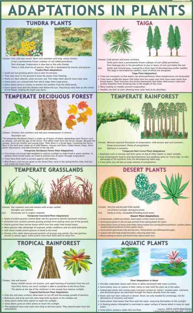 Adaptation Of Plants