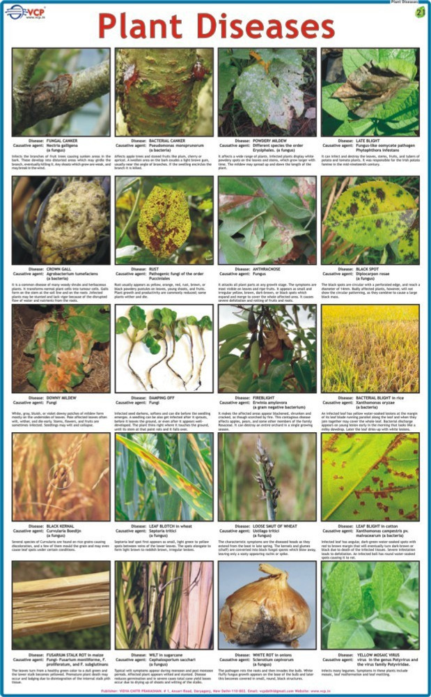 Plant Disease Symptom Chart Money Plant Disease Atlas: A Comprehensive