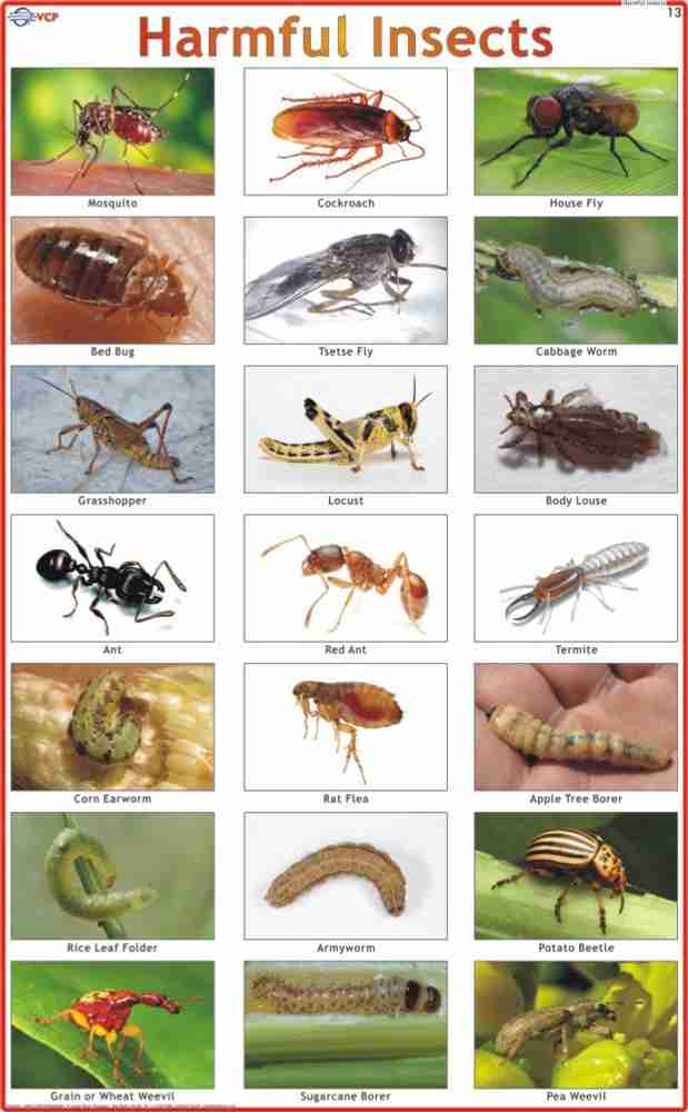 Beneficial Insects Poster