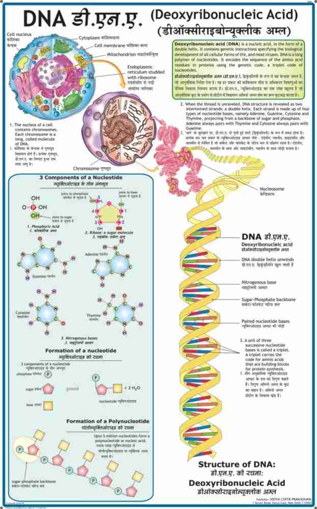 Dna Vs Rna Chart