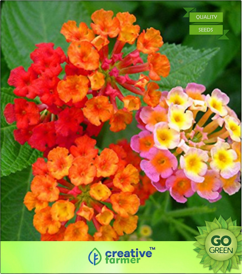 Lantana Seeds