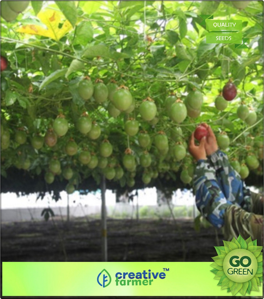 Fruit Garden Panama | Fasci Garden