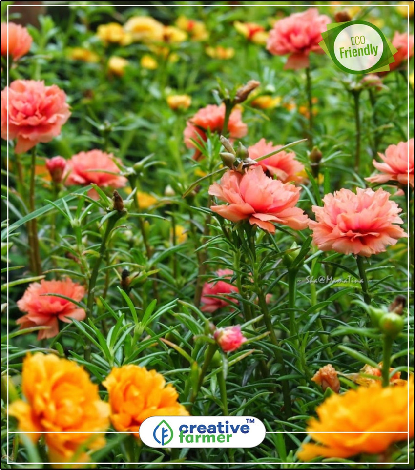 Nursery Plants Flower Seeds In India | Best Flower Site