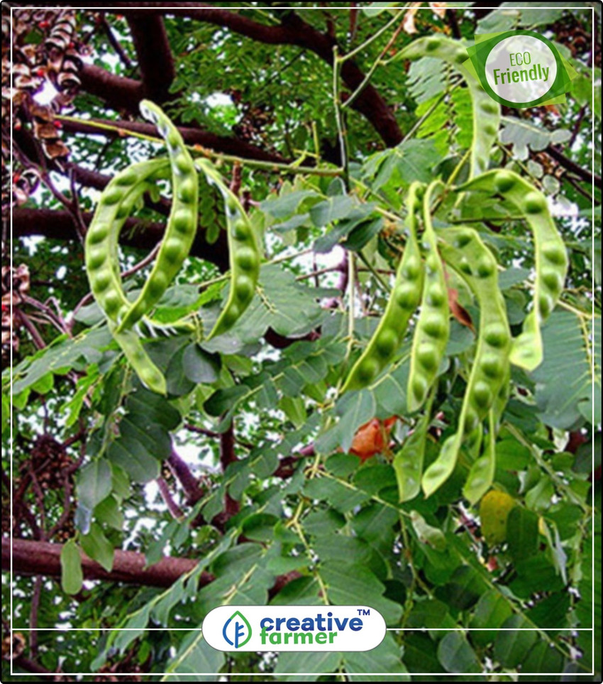 Sandalwood Tree Seeds