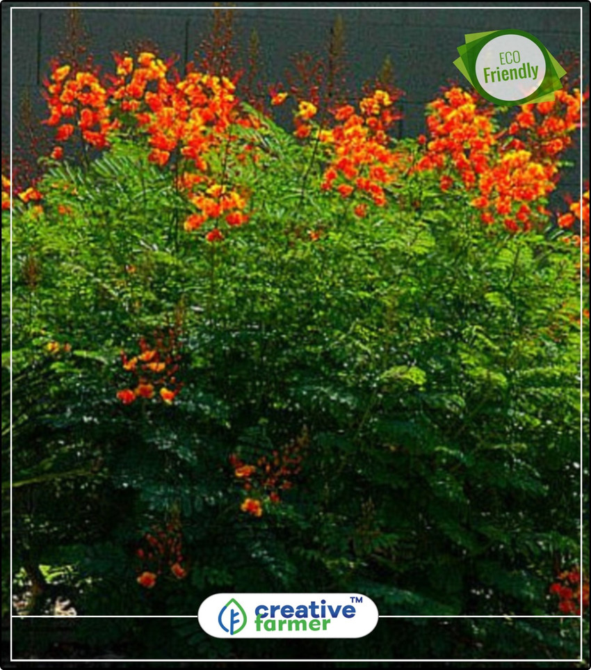 Nursery Plants Flower Seeds In India | Best Flower Site